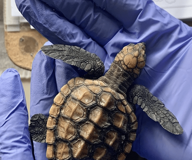 Suzuki Marine South Africa is adopting a turtle hatchling, called