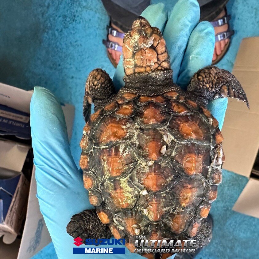 Suzuki Marine Dealer | Yeldcat Marine