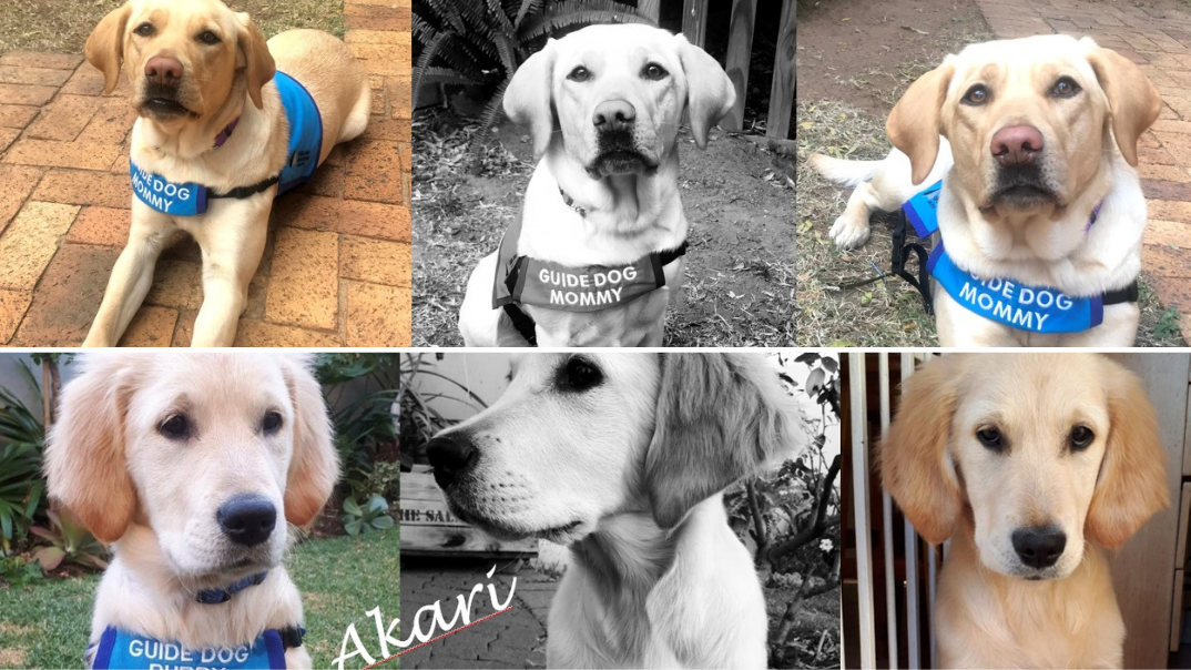 Guide dogs - Suzuki Marine